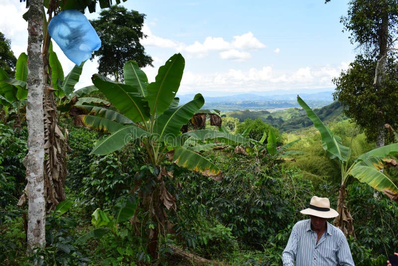 Farmer Working on Coffe Field in Colombia Editorial Photo - Image of ...