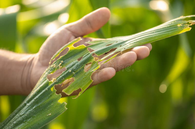 Farmer Working in the Corn and Checking Problem in His Farm about Aphis ...