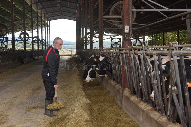 Farmer Working on a Cow Farm Stock Photo - Image of barn, closeup ...