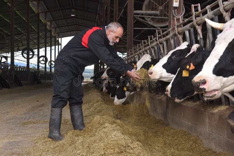 Farmer Working on a Cow Farm Stock Photo - Image of leaning, barn ...
