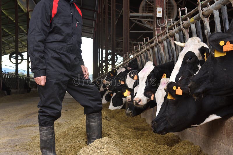 Farmer Working on a Cow Farm Stock Photo - Image of middleaged ...