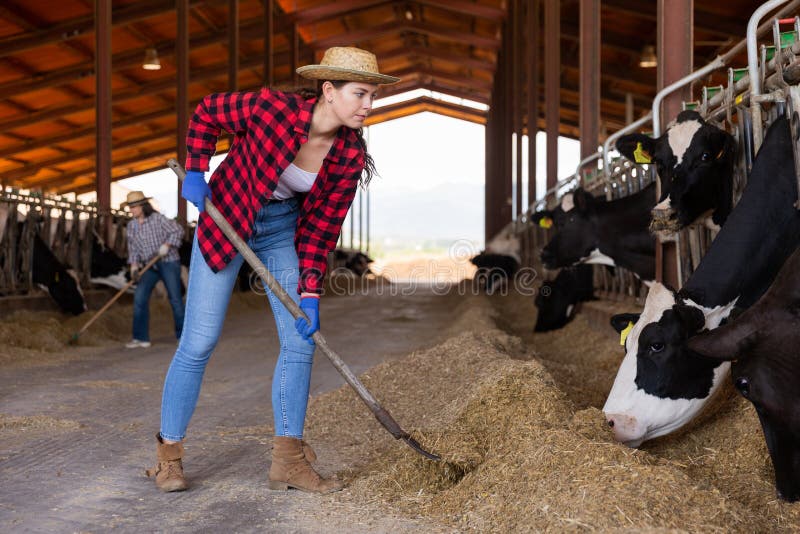 Farmer Working in Cowshed, Engaged in Breeding of Milking Holstein Cows ... Farmer Working in Cowshed, Engaged in Breeding of Milking Holstein Cows ...
