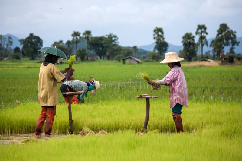 Farmer editorial stock photo. Image of countryside, farming - 43746223