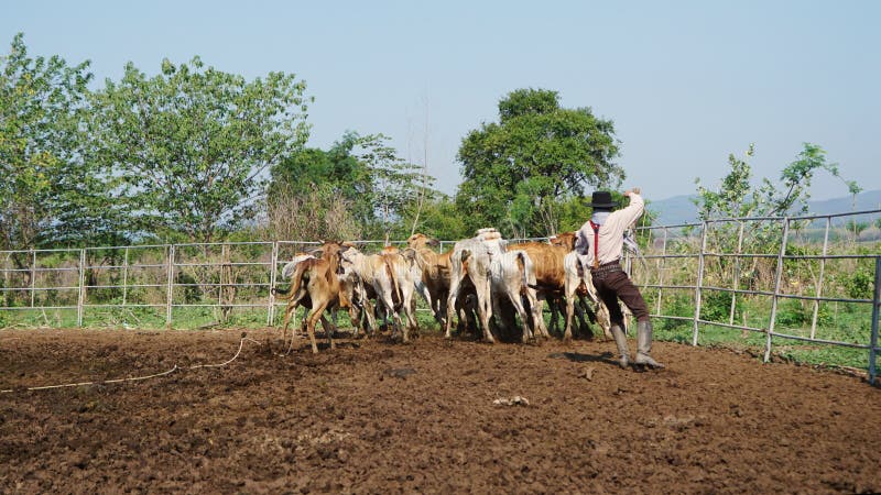 Farmer is Working on a Farm with Cows. Stock Image - Image of people ...