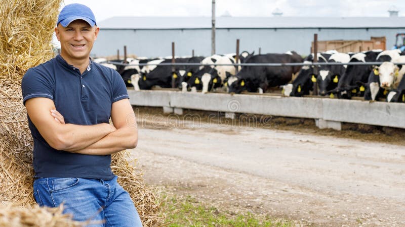 Farmer Working on Farm with Dairy Cows Stock Image - Image of farmer ...