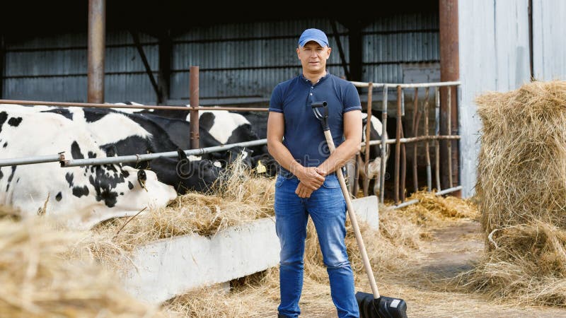 Farmer Working on Farm with Dairy Cows Stock Photo - Image of bull ...