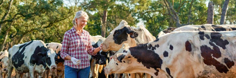 Farmer is Working on Farm with Dairy Cows. Stock Photo - Image of meat ...
