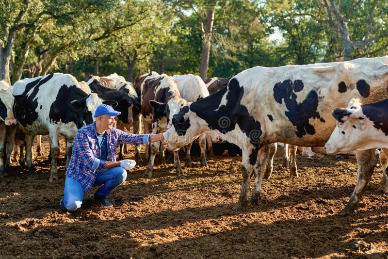Farmer at Farm with Dairy Cows Stock Image - Image of meat, nature ...