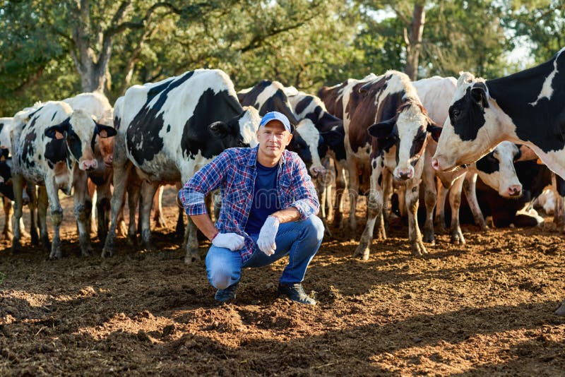 Farmer at Farm with Dairy Cows Stock Image - Image of meat, nature ...