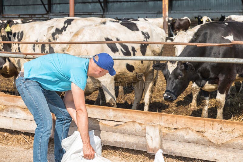 Farmer Working on Farm with Dairy Cows Stock Photo - Image of farmland ...