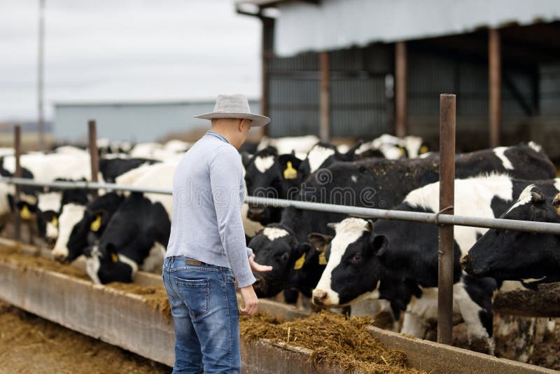 Farmer Working on Farm with Dairy Cows Stock Image - Image of mammals ...