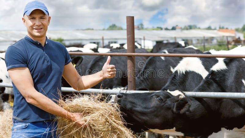 Farmer Working on Farm with Dairy Cows Stock Photo - Image of operation ...