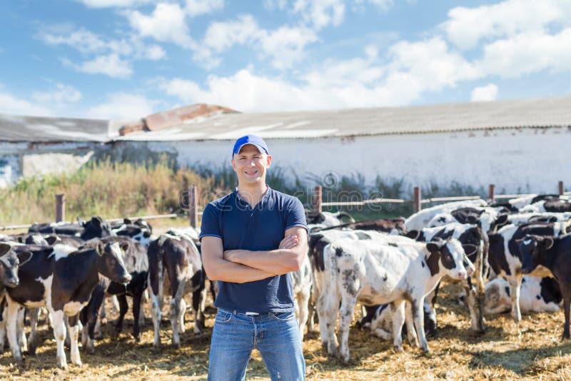 Farmer is Working on Farm with Dairy Cows Stock Image - Image of farm ...