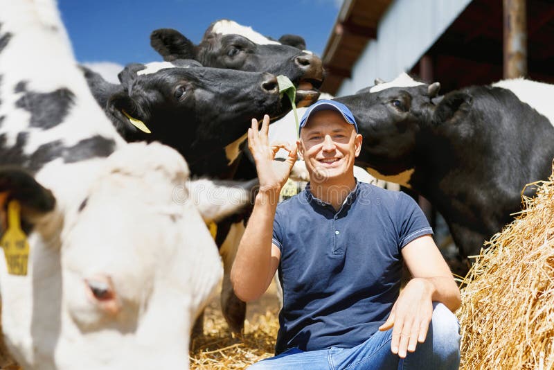 Farmer Working on Farm with Dairy Cows Stock Image - Image of bossy ...