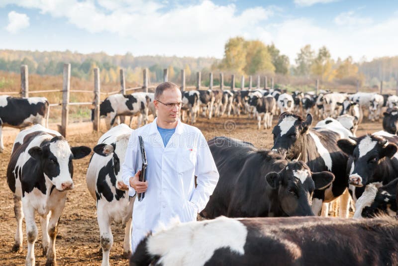 Farmer is Working on Farm with Dairy Cows Stock Image - Image of farm ...
