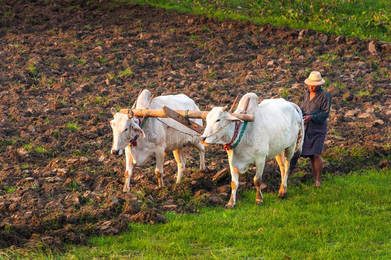 Farmer Working in the Field Editorial Stock Image - Image of cattle ...
