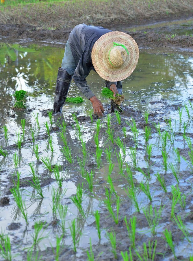 Farmer working in field stock photo. Image of culture - 75745636
