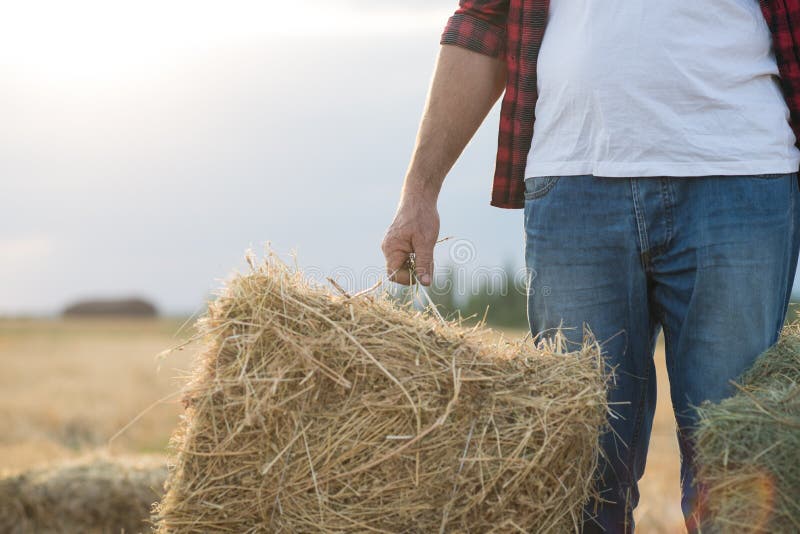 Farmer working in field stock photo. Image of holding - 83084452