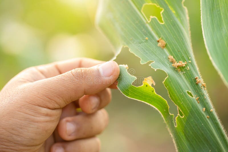 Farmer Working in the Field of Corn Tree and Research or Checking ...