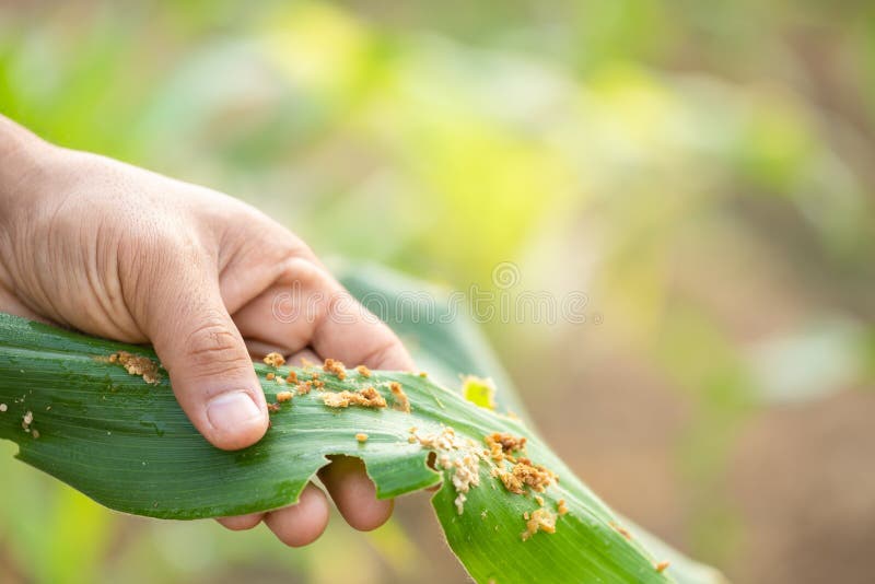 Farmer Working in the Field of Corn Tree and Research or Checking ...