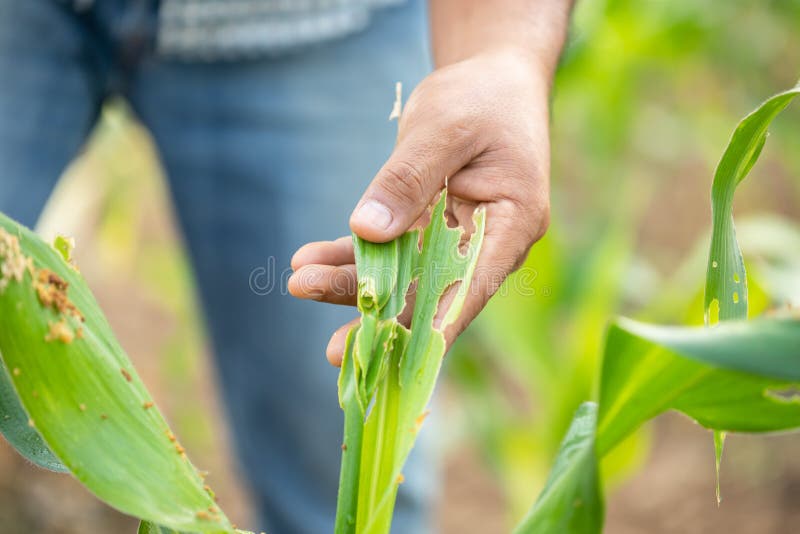 Farmer Working in the Field of Corn Tree and Research or Checking ...