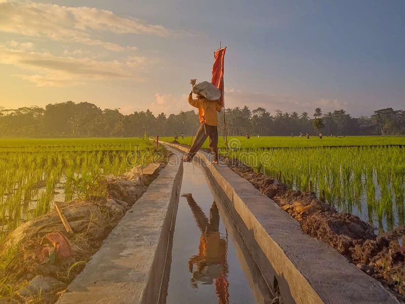A Farmer Working in the Fields in the Morning Stock Image - Image of ...