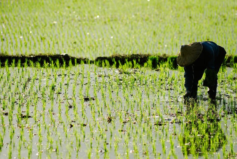 Farmer working in the fram stock photo. Image of paddy - 10735472