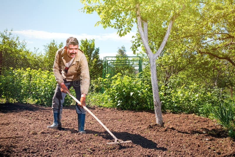 Farmer Working in the Garden with the Help of a Rake Leveling Pl Stock ...