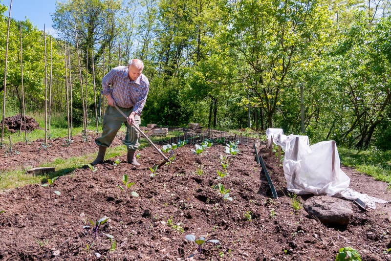 Farmer Working in the Garden Stock Photo - Image of farmer, dirt: 58329354