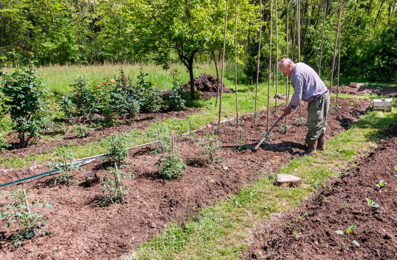 Farmer Working in the Garden Stock Photo - Image of farm, leaves: 58329838