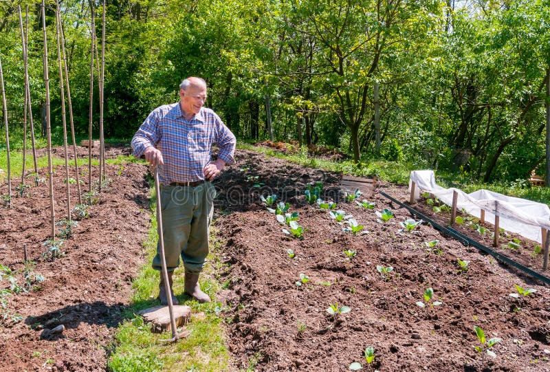 Farmer Working in the Garden Stock Photo - Image of field, organic ...