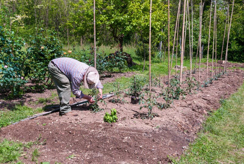 Farmer Working in the Garden Stock Image - Image of field, planting ...