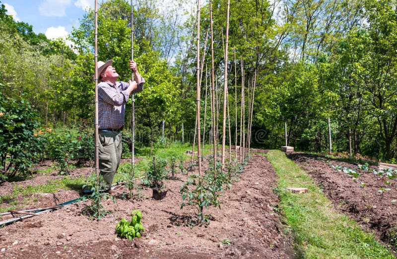 Farmer Working in the Garden Stock Photo - Image of farmer, food: 58330748