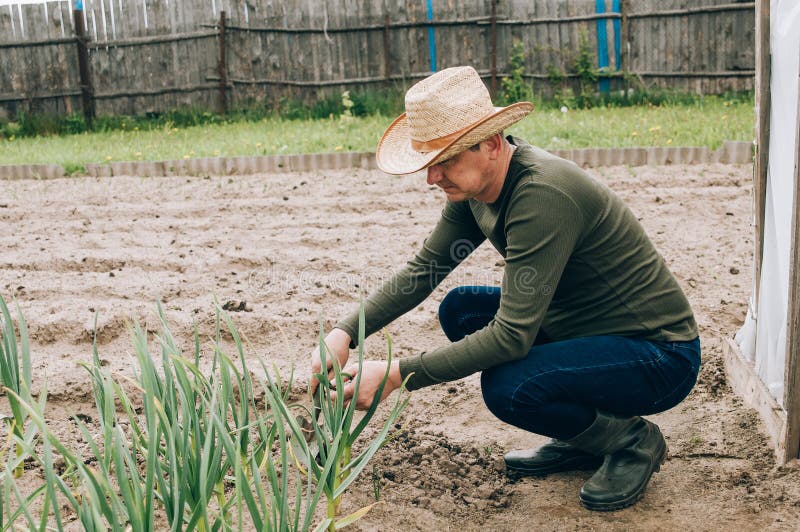 Farmer Working in Garden and Looking on Plants Stock Image - Image of ...