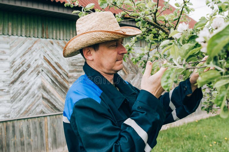 Farmer Working in Garden and Looking on Plants Stock Photo - Image of ...