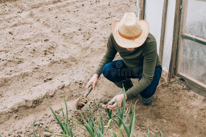 Farmer Working in Garden and Looking on Plants Stock Photo - Image of ...