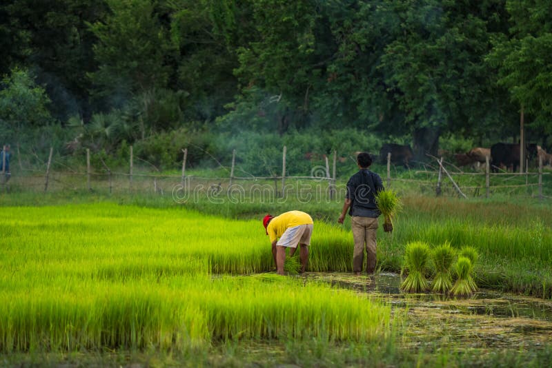 Farmer in rice field editorial photo. Image of asian - 168624726