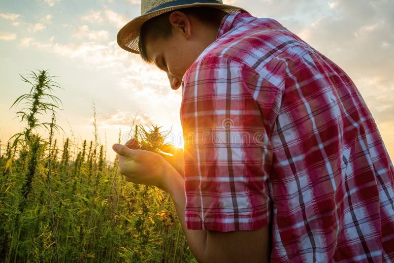 Farmer Working on Hemp Field Stock Photo - Image of health, flare ...