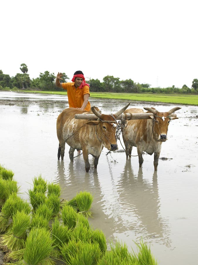 Farmer Working in His Paddy Field Stock Photo - Image of field, grain ...