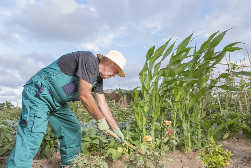 Farmer Working His Urban Vegetable Garden Stock Image - Image of ...