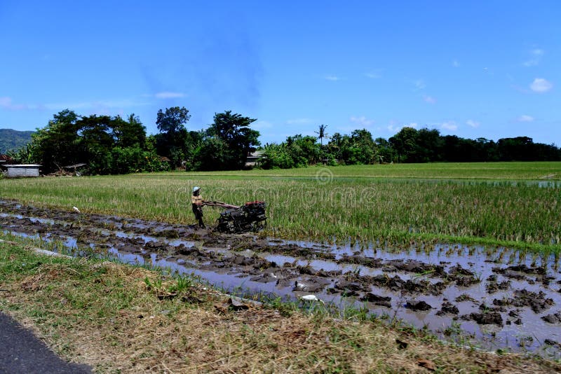 Farmer Working the Land in the Rice Field Editorial Photography - Image ...