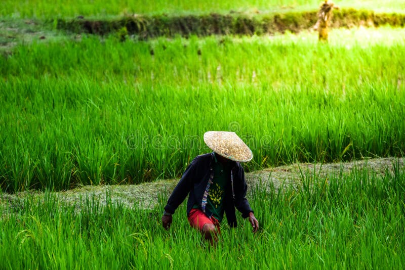 Farmer Working in the Middle of the Field, Agriculture in Laos Stock ...