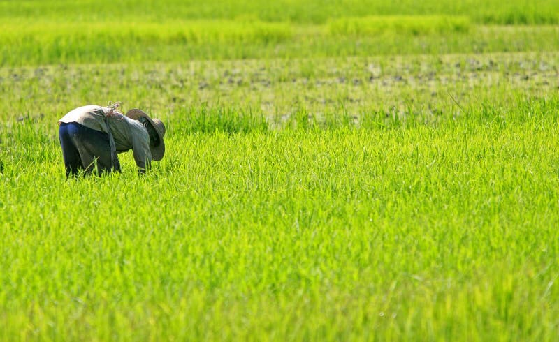 Farmer Working in Paddy Field Stock Photo - Image of working, paddy ...