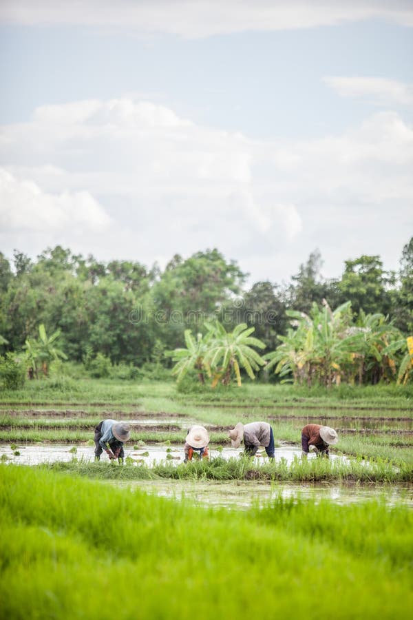Farmer is Working in a Paddy Field Stock Image - Image of green, farmer ...