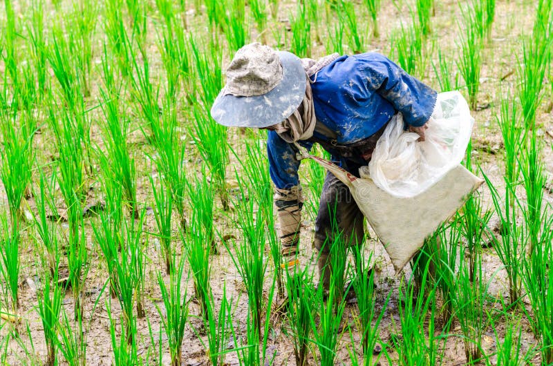 Farmer Working in the Paddy Field Stock Photo - Image of nature, labor ...