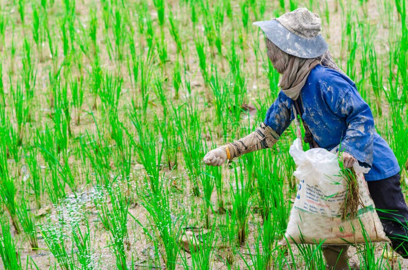 Farmer Working in the Paddy Field Stock Photo - Image of outdoor, asia ...