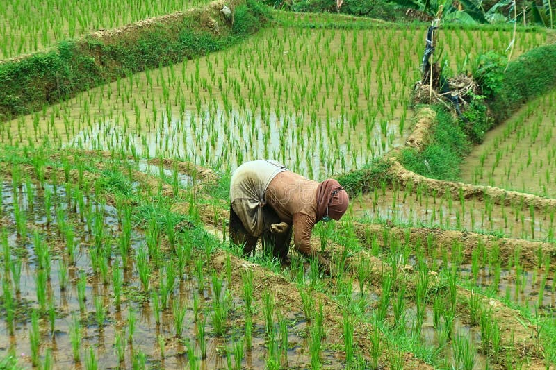 Farmer Working at Paddy Rice Field Editorial Photo - Image of java ...