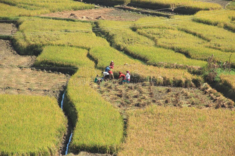 Padi field farmer editorial photography. Image of rice - 67509562