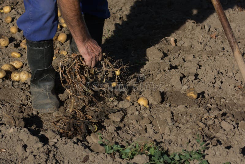 Farmer, Picking Potatoes in Vegetable Garden Stock Photo - Image of ...