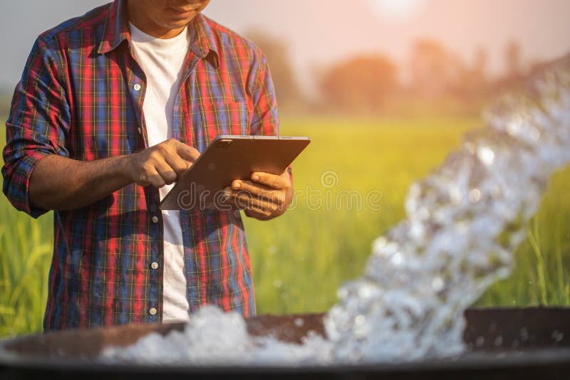 Farmer Working in the Rice Field. Man Using Digital Tablet To Control ...
